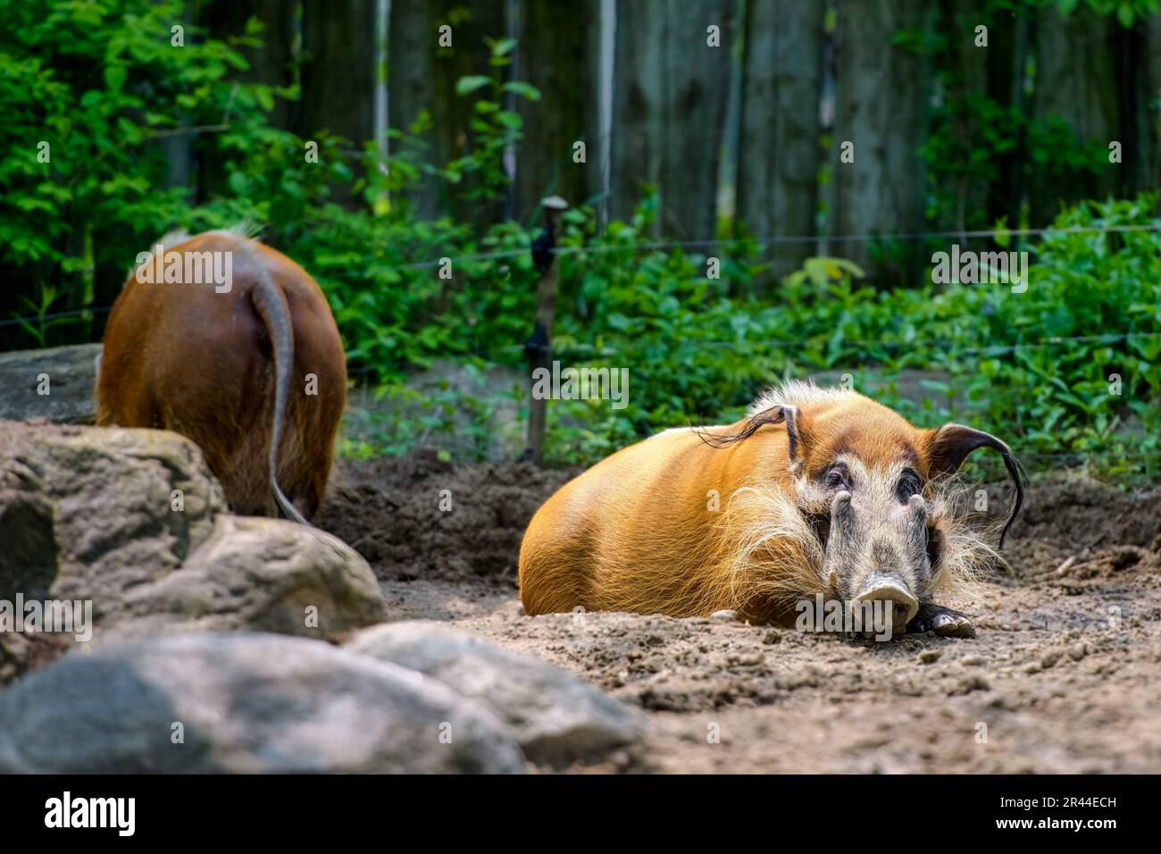 Red river hog or Potamochoerus larvatus. Toronto Zoo, Canada Stock ...