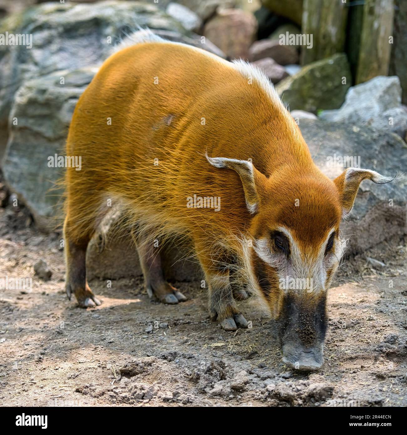 Red river hog or Potamochoerus larvatus. Toronto Zoo, Canada Stock ...