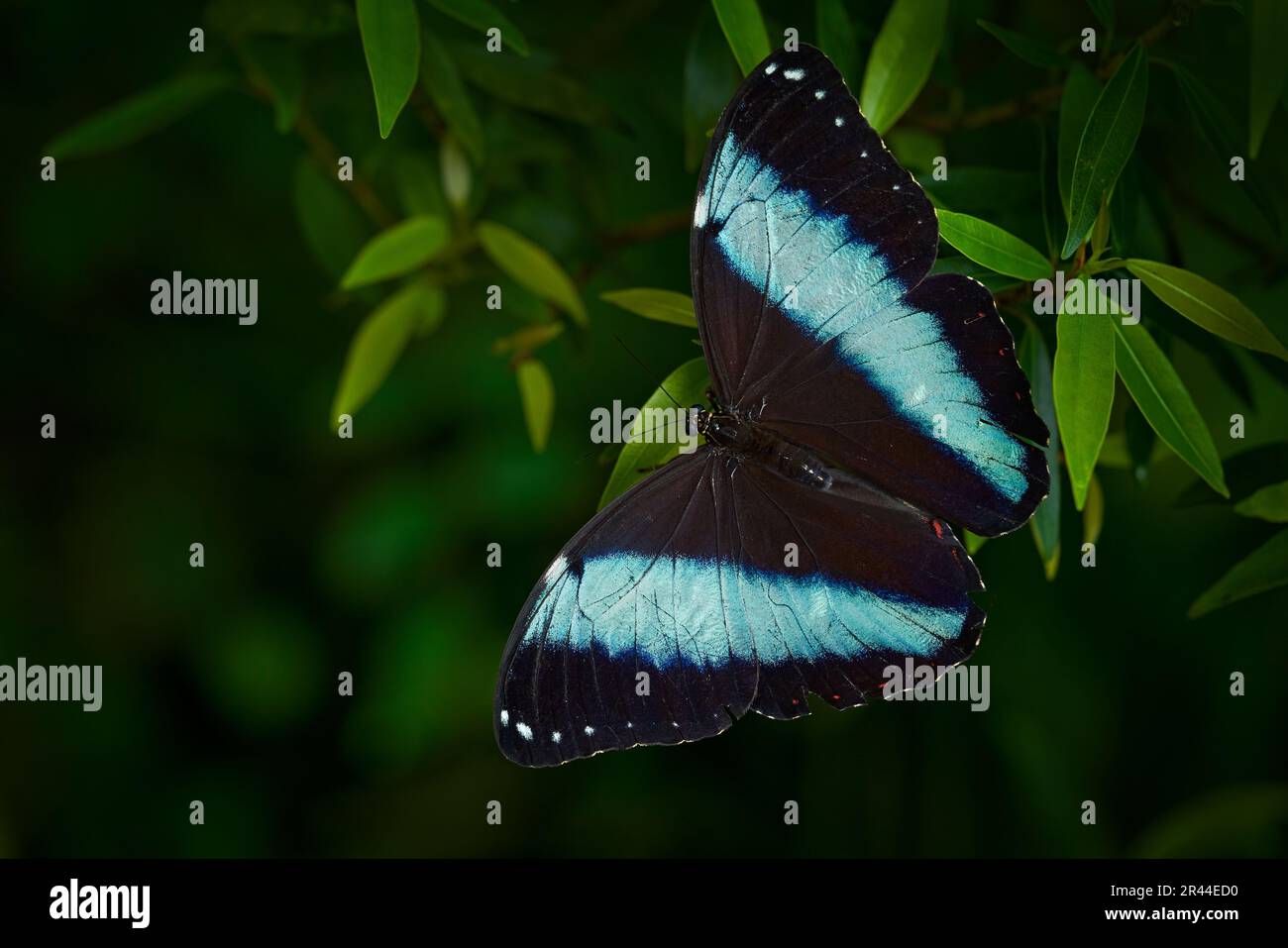Morpho achilles, Insect on flower bloom in the nature habitat. a ...
