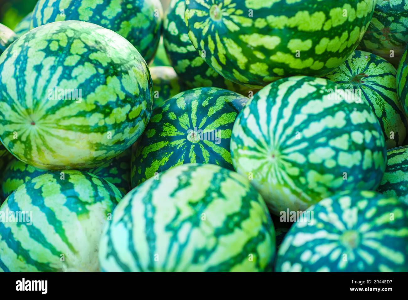 Big watermelons hi-res stock photography and images - Alamy