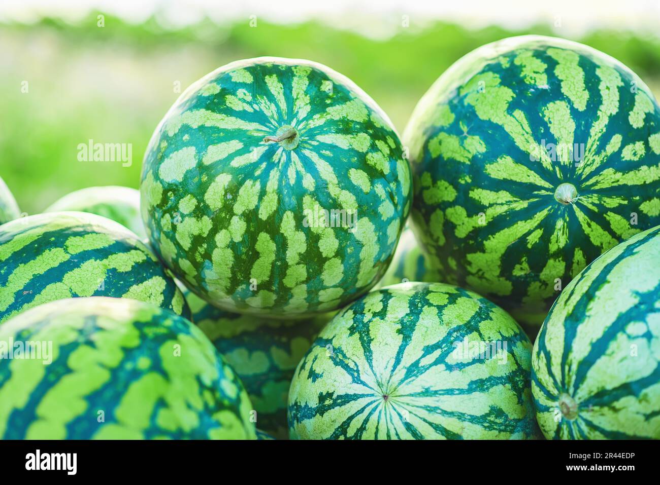 Big watermelons hi-res stock photography and images - Alamy
