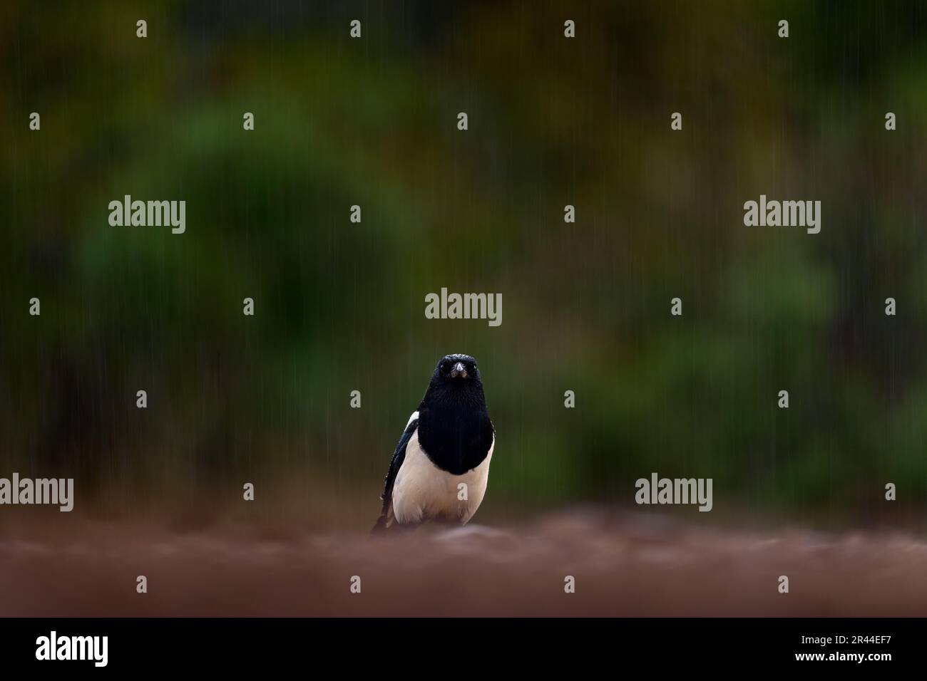 Magpie in rain. Magpie in the water, Pica pica, black and white bird ...