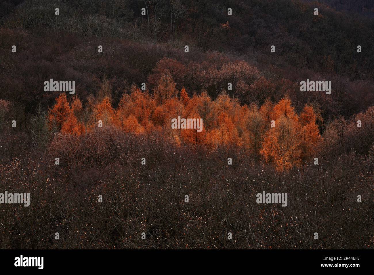 Winter - larch trees in the forest, Brdy mountain in the Czech Republic ...