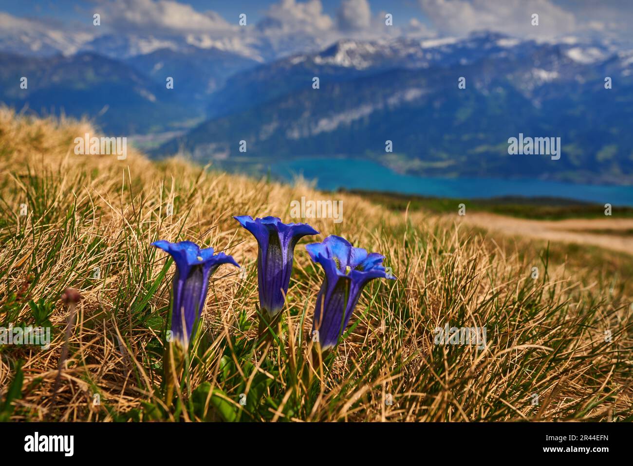 Gentiana acaulis, Koch's Gentian, blue flower bloom on the meadow ...