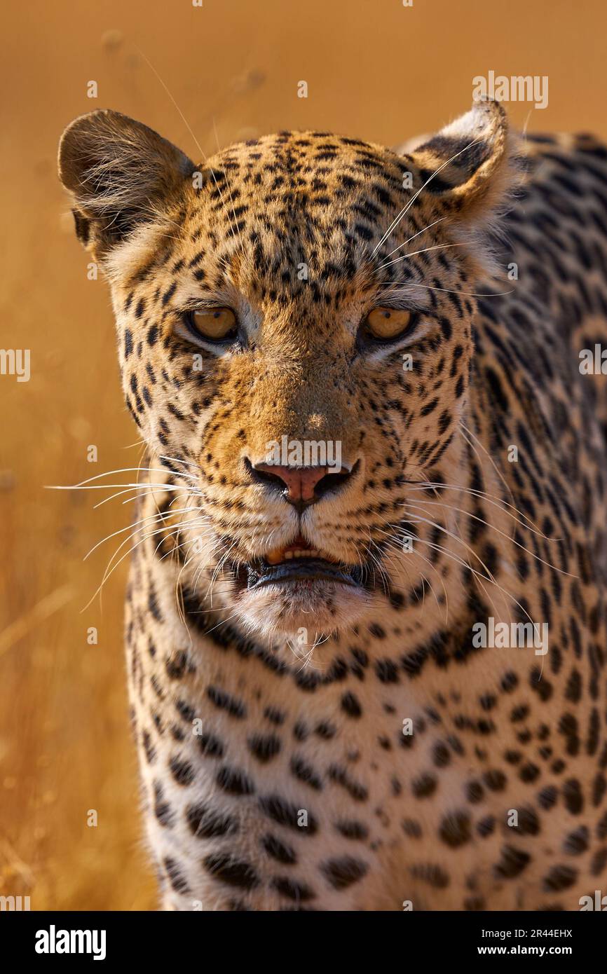 Leopard golden grass sunset, Savuti, Chobe NP, in Botswana, Africa. Big ...