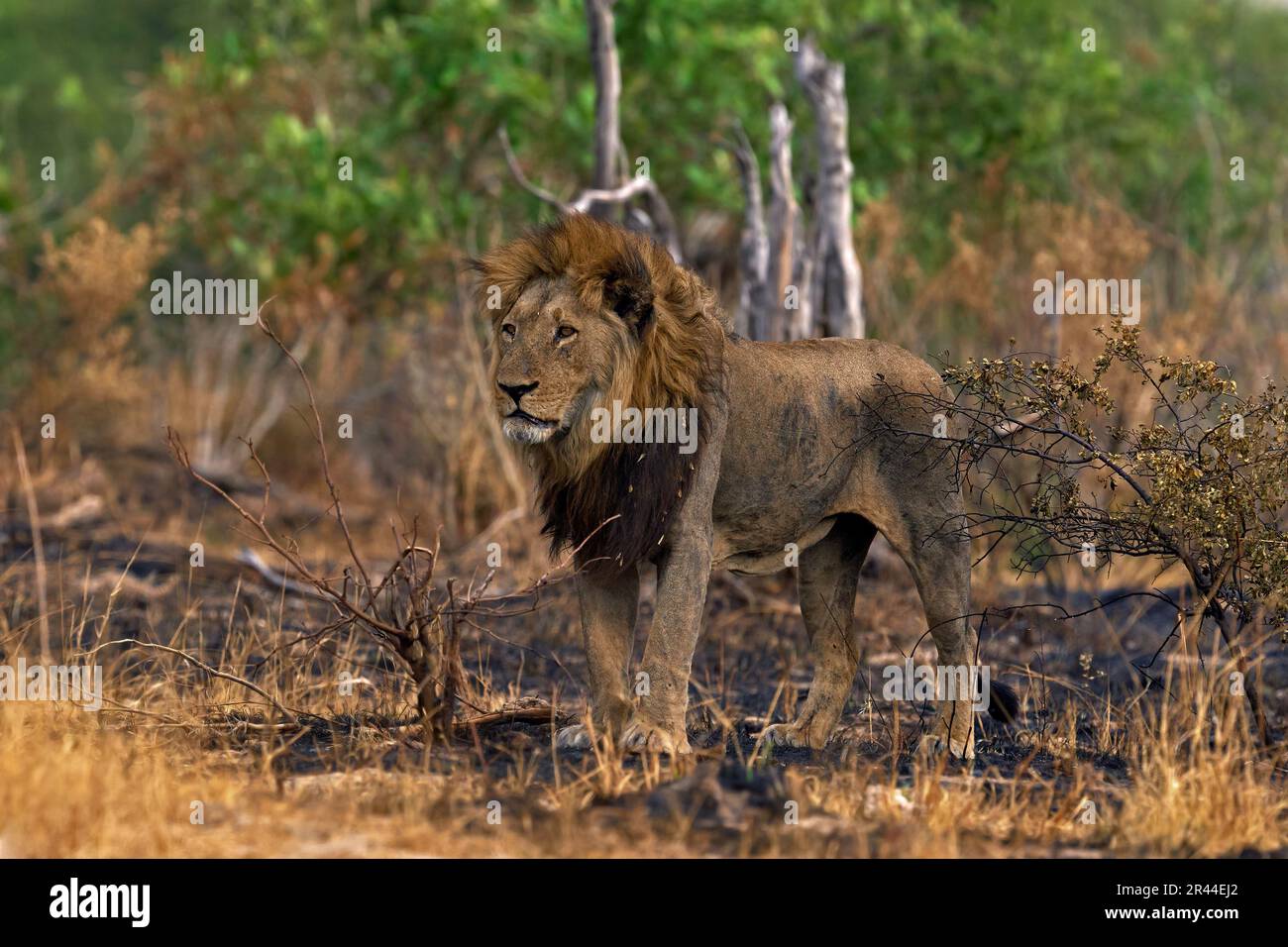 Lion, fire burned destroyed savannah. Animal in fire burnt place, lion ...