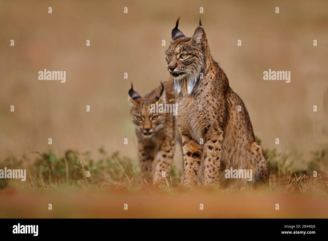 Iberian lynx, Lynx pardinus, wild cat endemic to Iberian Peninsula in ...