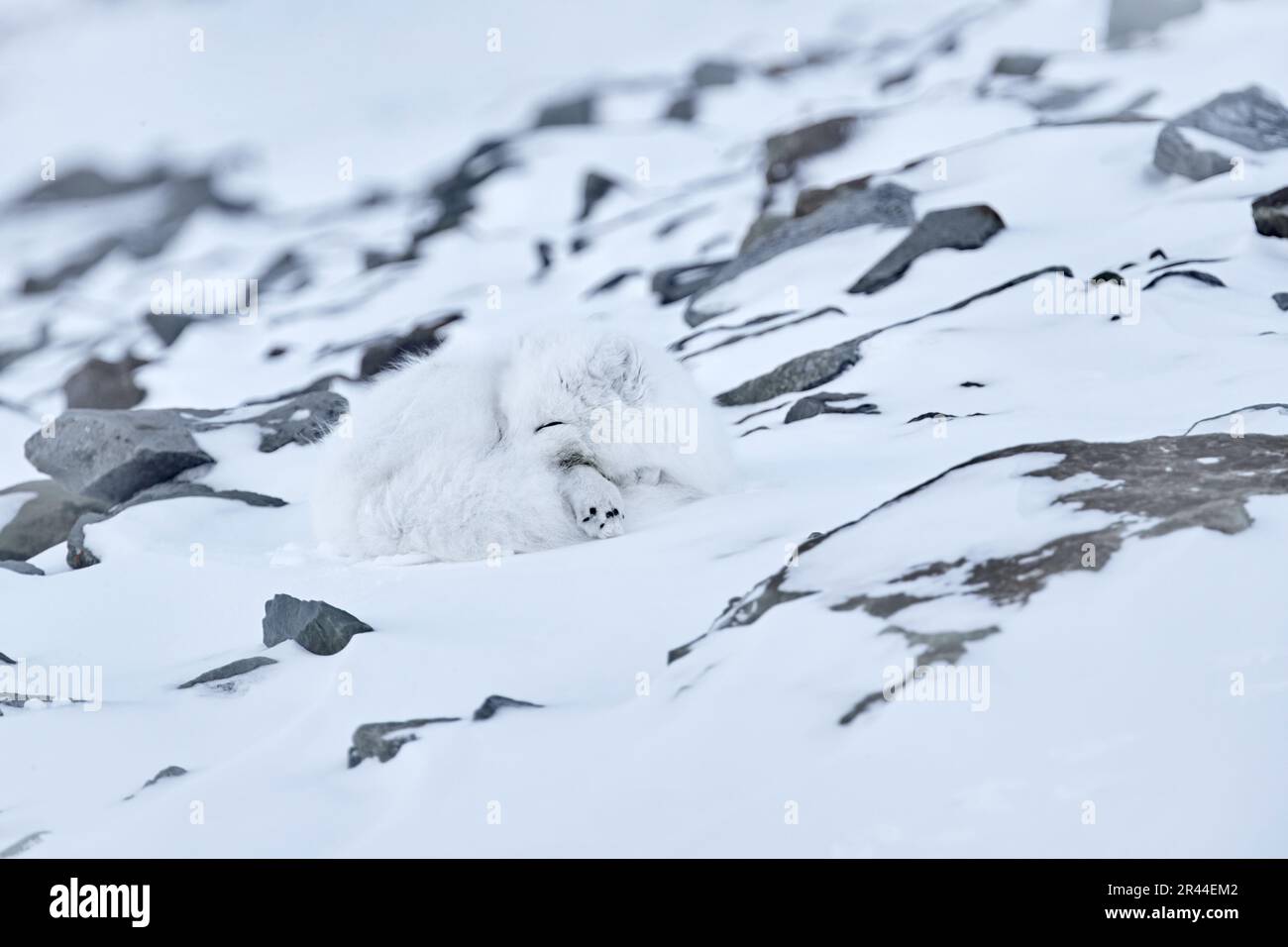 Polar fox sleep rest in snow habitat, winter landscape, Svalbard ...