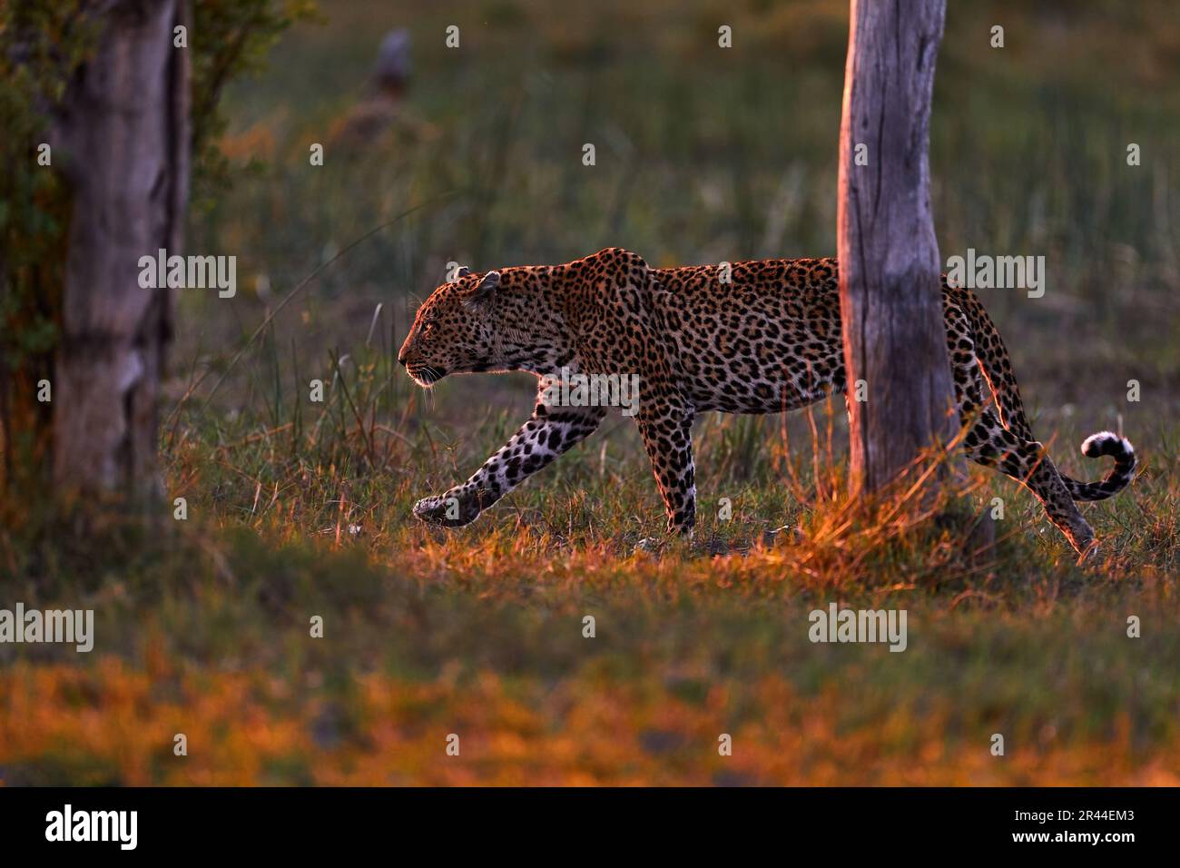 Leopard sunset, walk. Leopard, Panthera pardus shortidgei, nature ...