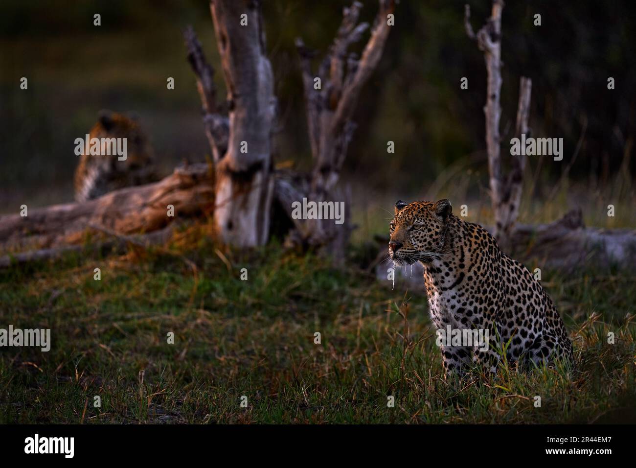 Leopard in the forest, Okavango delta in Botswana. Wildlife nature ...