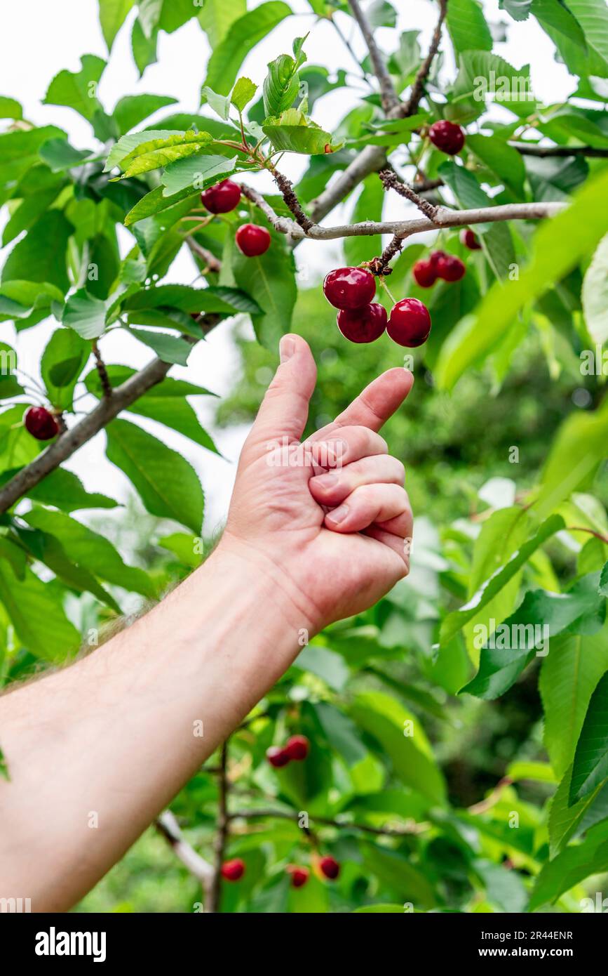 Close-up of a cherry picker's hand, picking red cherries from the tree ...