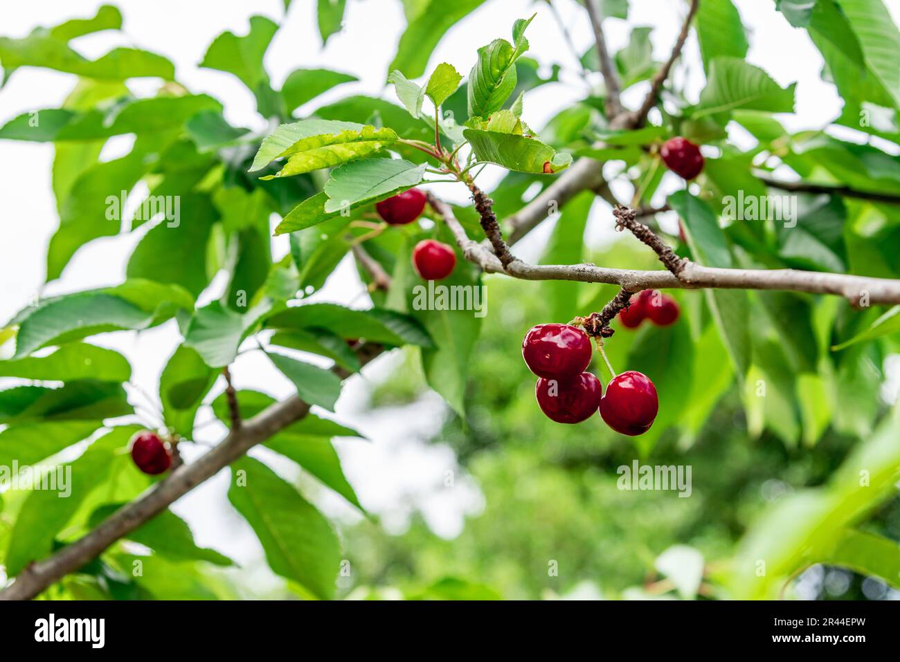 Close-up of a bunch of cherries on the branch of a cherry tree. Red ...