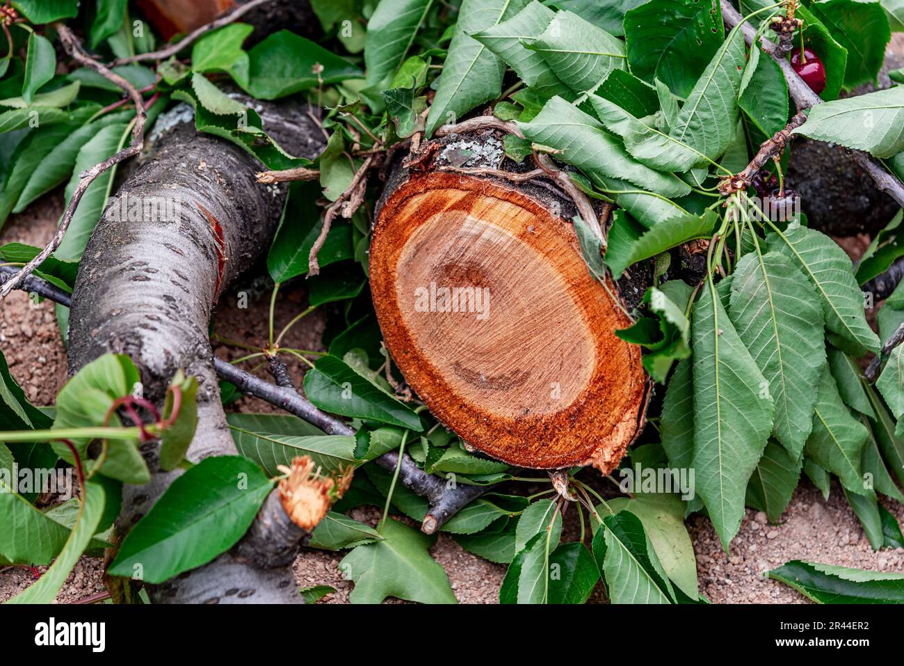 Cut trunk of a cherry tree. Part of a cherry tree branch cut to heal ...