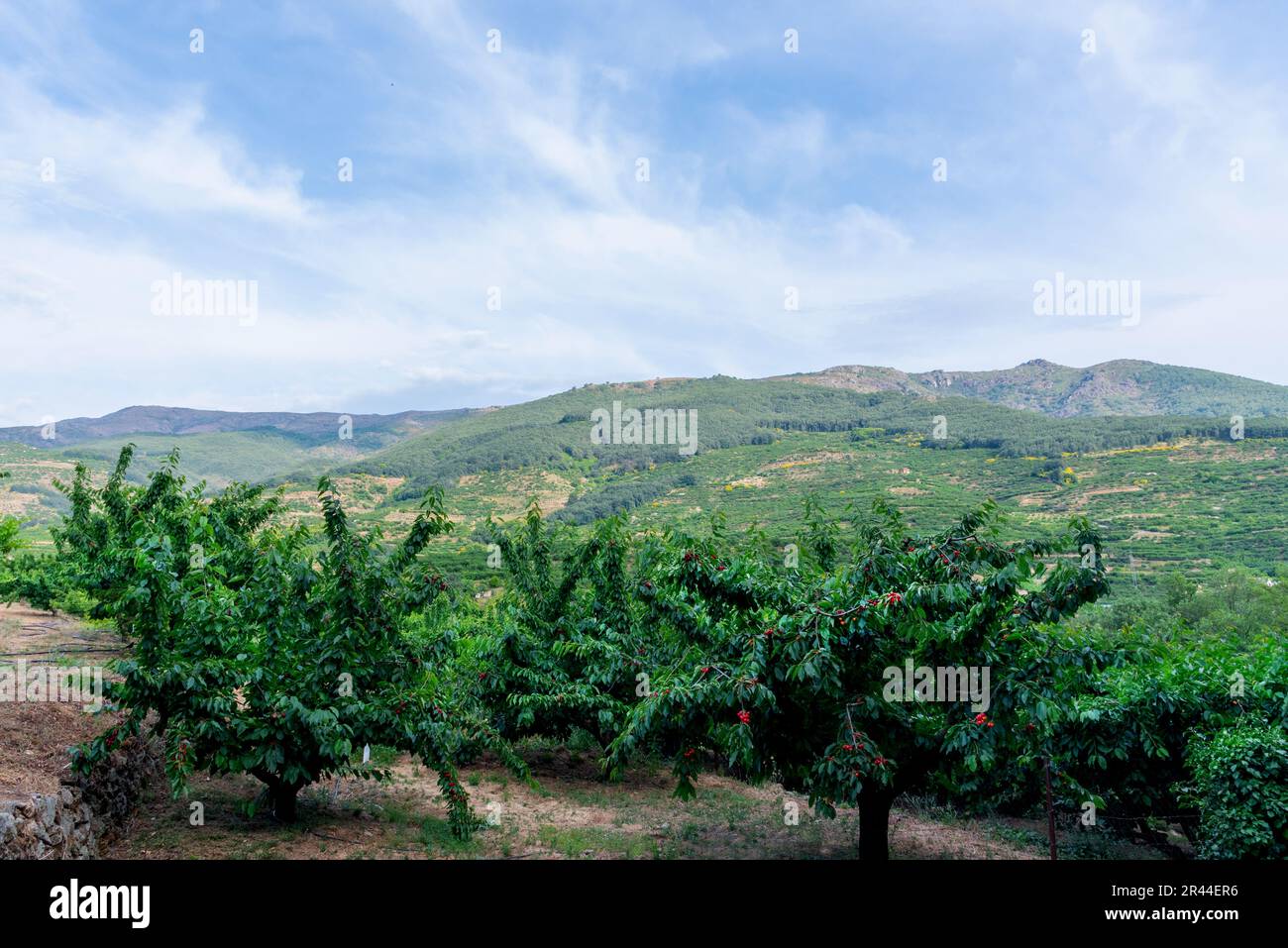 View of a field of cherry trees loaded with red cherries in the Jerte ...