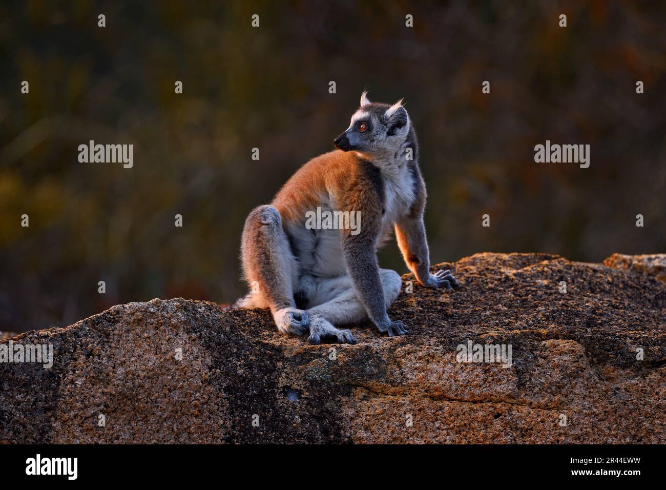 Monkey with granite rock, sunset. Madagascar wildlife, Ring-tailed ...
