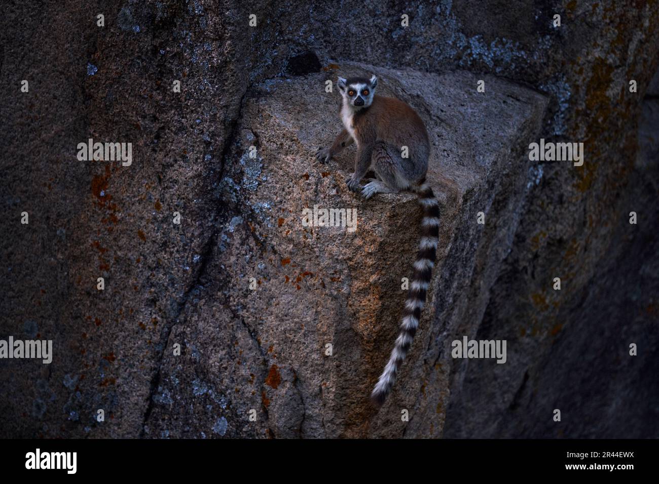 Monkey with granite rock, sunset. Madagascar wildlife, Ring-tailed ...
