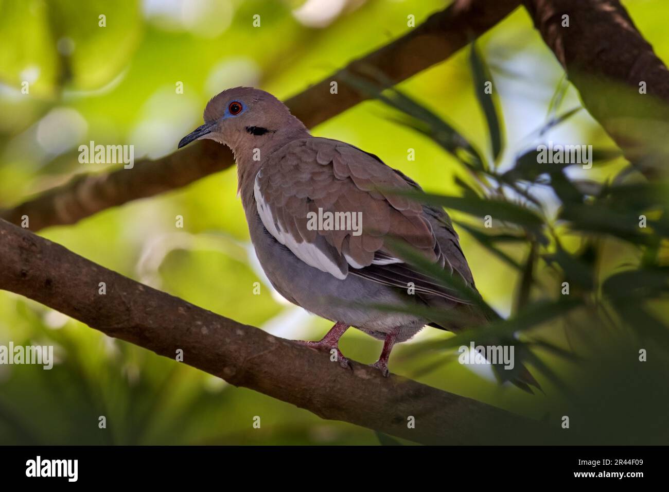 White-winged dove, Zenaida asiatica, bird sitting on the branch in the ...