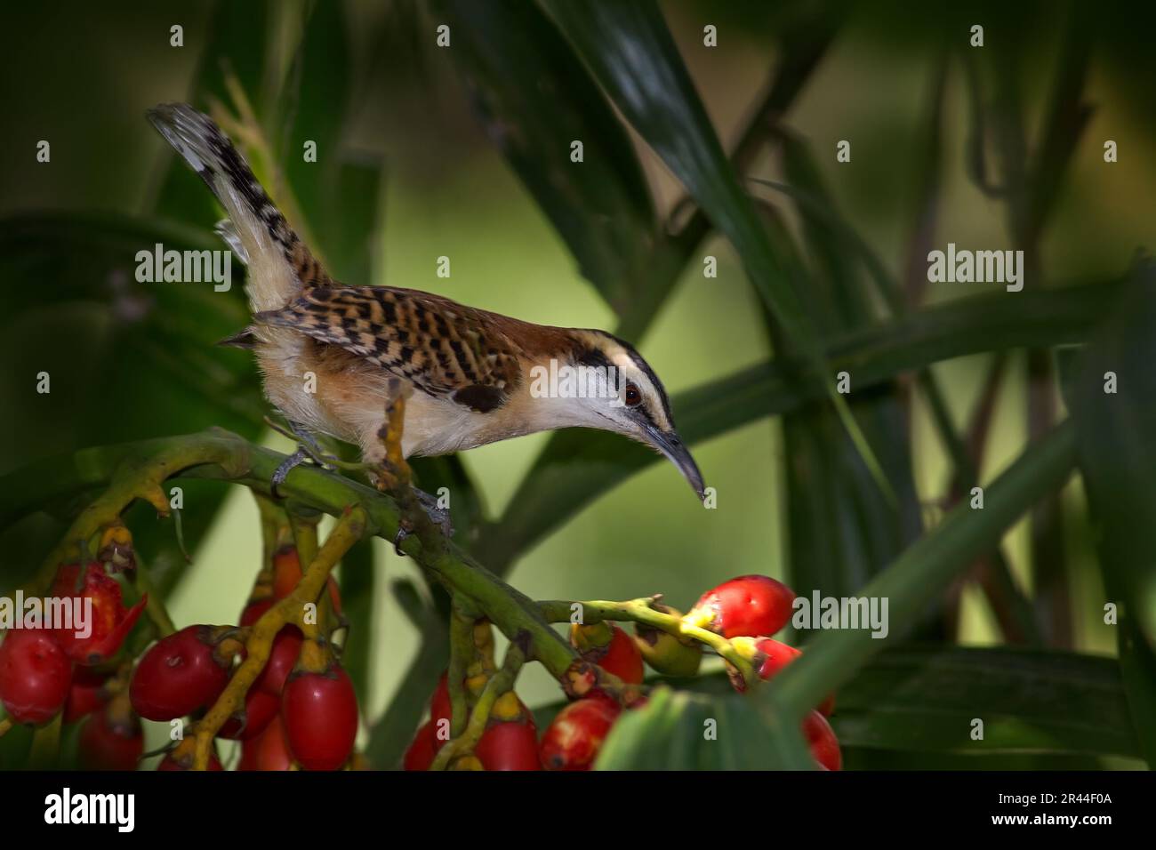 Rufous-naped wren, Campylorhynchus rufinucha, songbird of the family ...