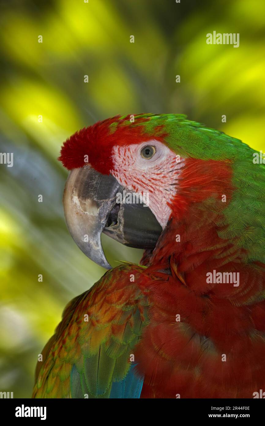 Rare form Ara macao x Ara ambigua, in tropical forest, Costa Rica. Red ...