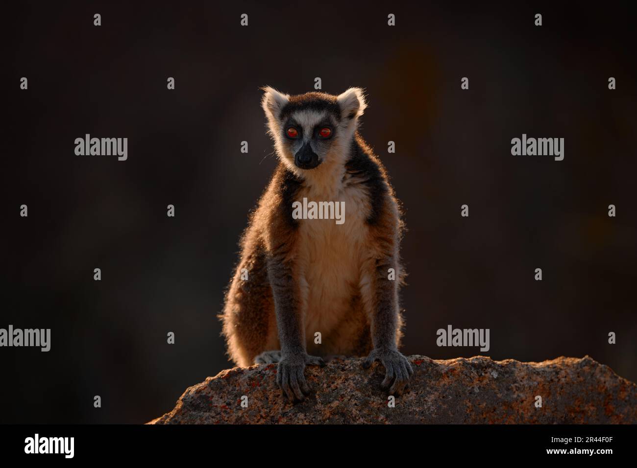 Monkey with granite rock, sunset. Madagascar wildlife, Ring-tailed ...