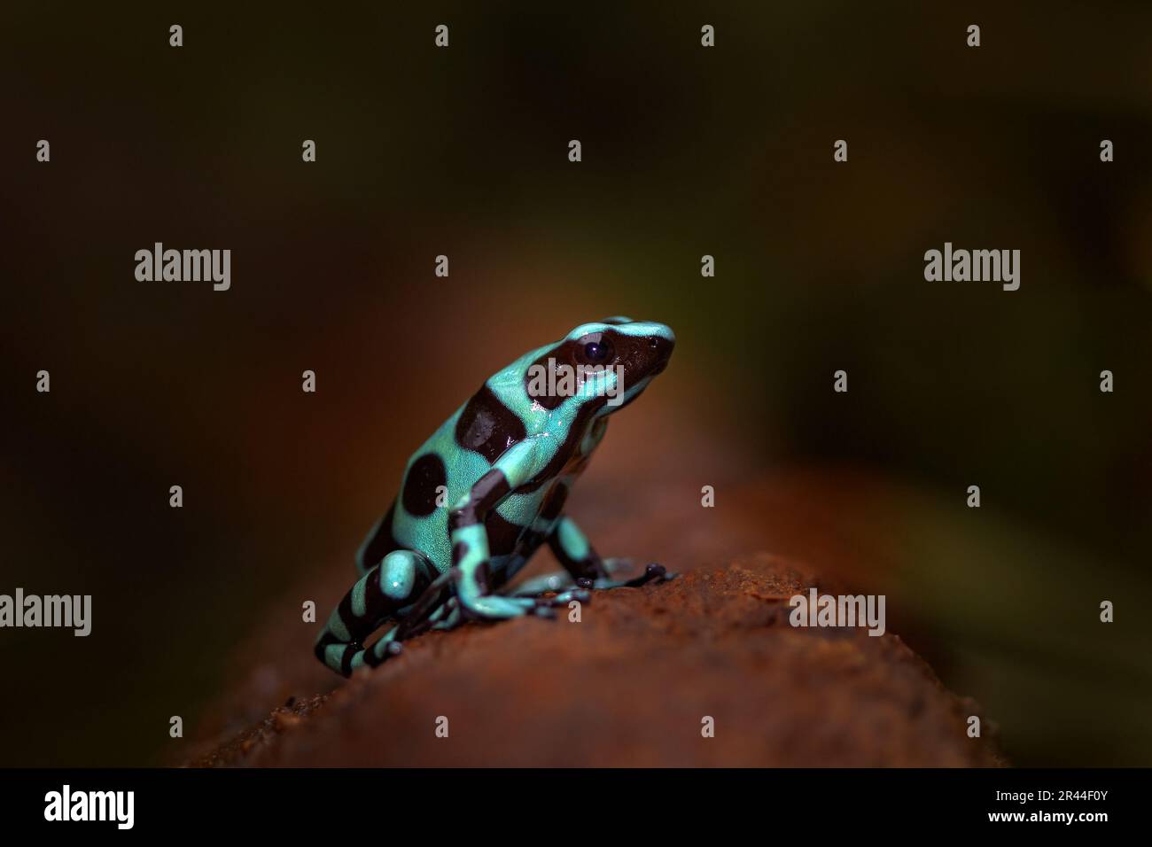Poison frog from jungle forest, Costa Rica . Green amphibian ...