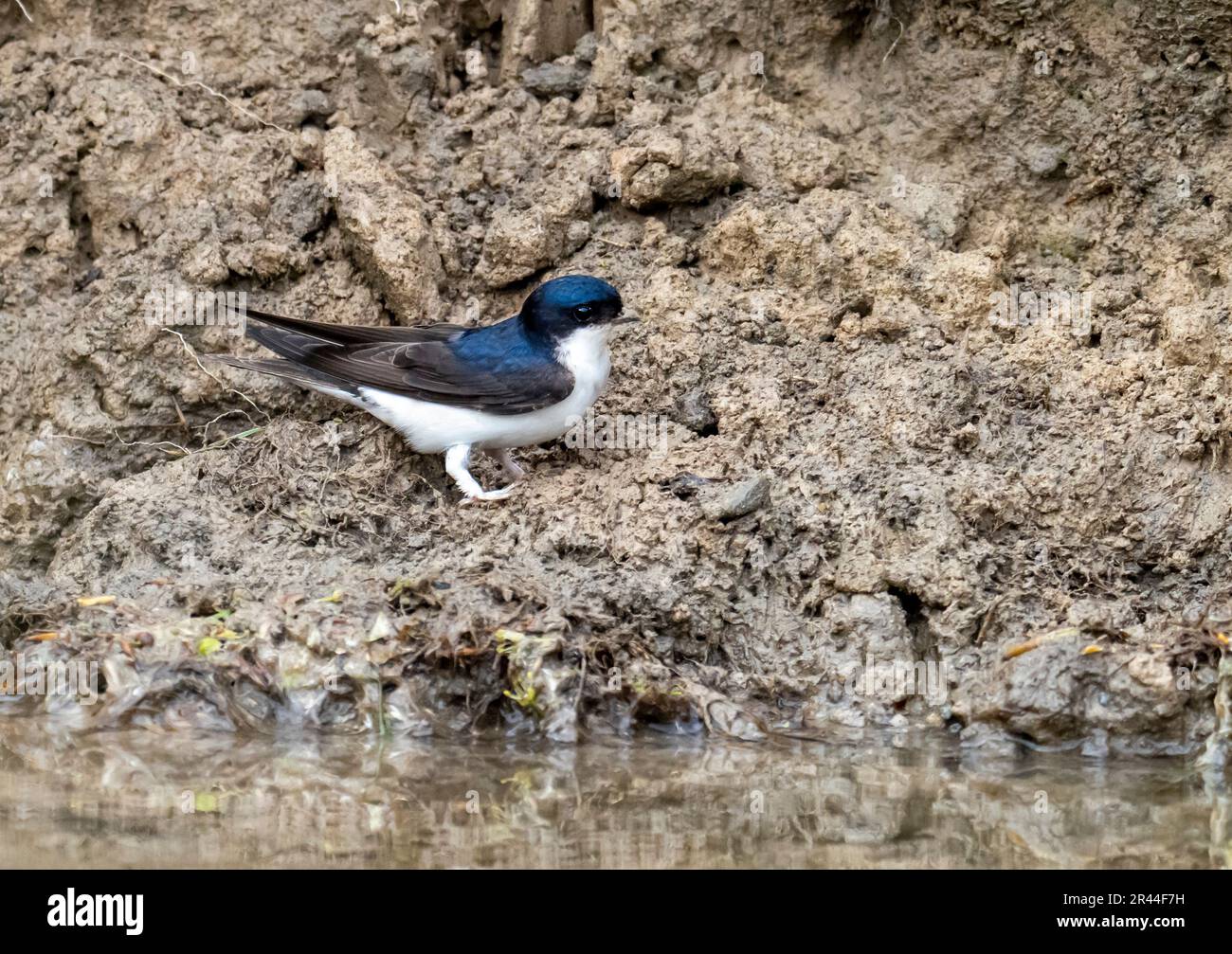 House Martin, Delichon urbicum gathering mud to build their nests on ...