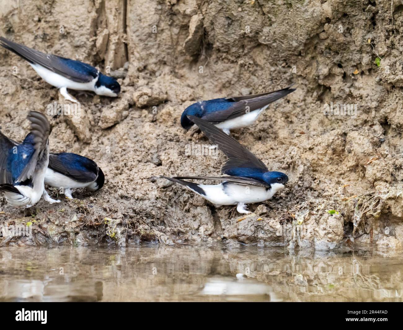House Martins, Delichon urbicum gathering mud to build their nests on ...