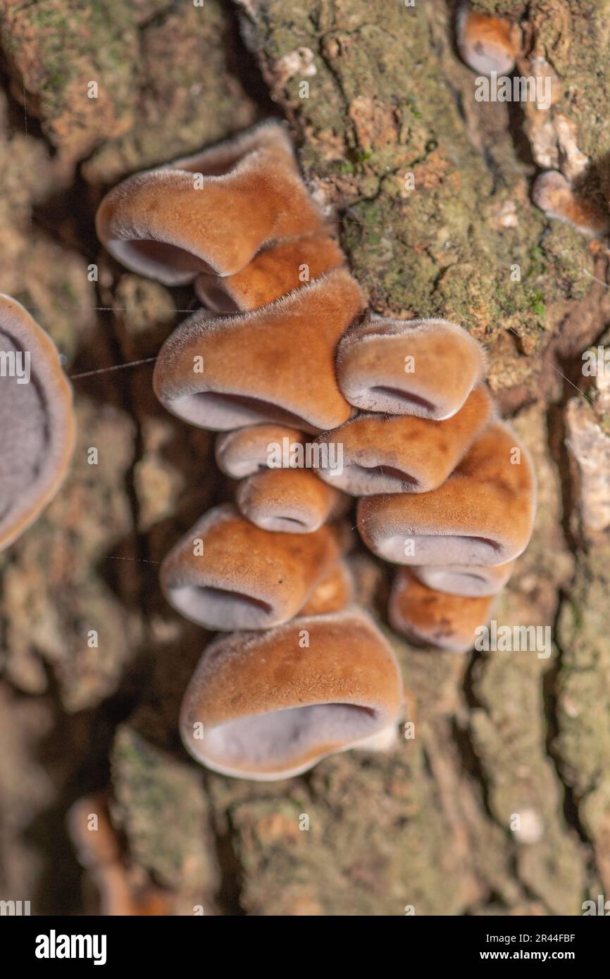Young jelly ear fungus, Auricularia auricula judae, growing on a tree ...