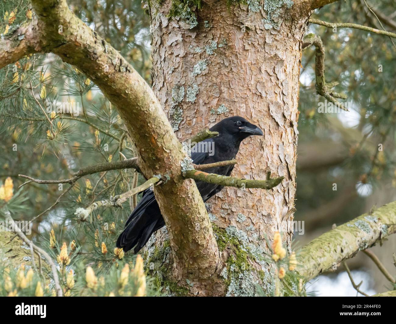 A young Raven, Corvus corax at Holehird, Windermere, Lake District, UK ...