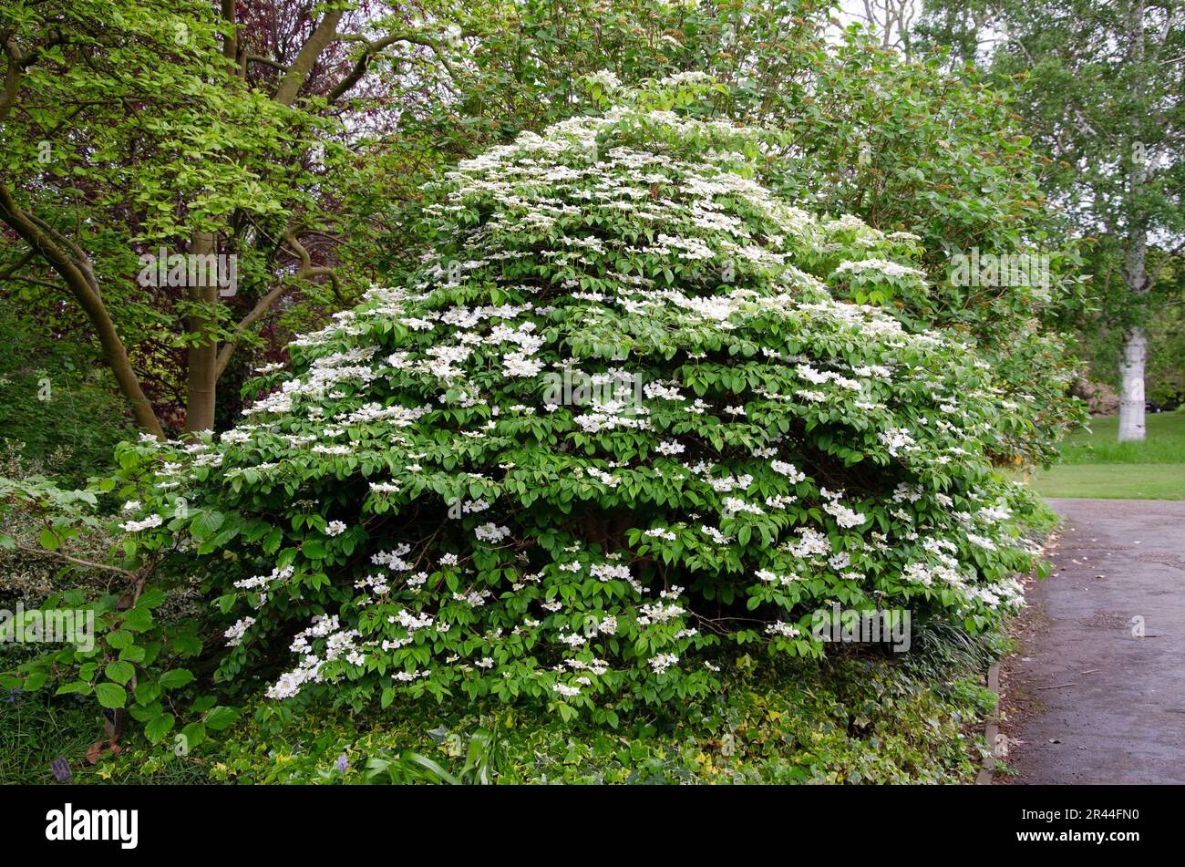 Viburnum plicatum foliage hi-res stock photography and images - Alamy
