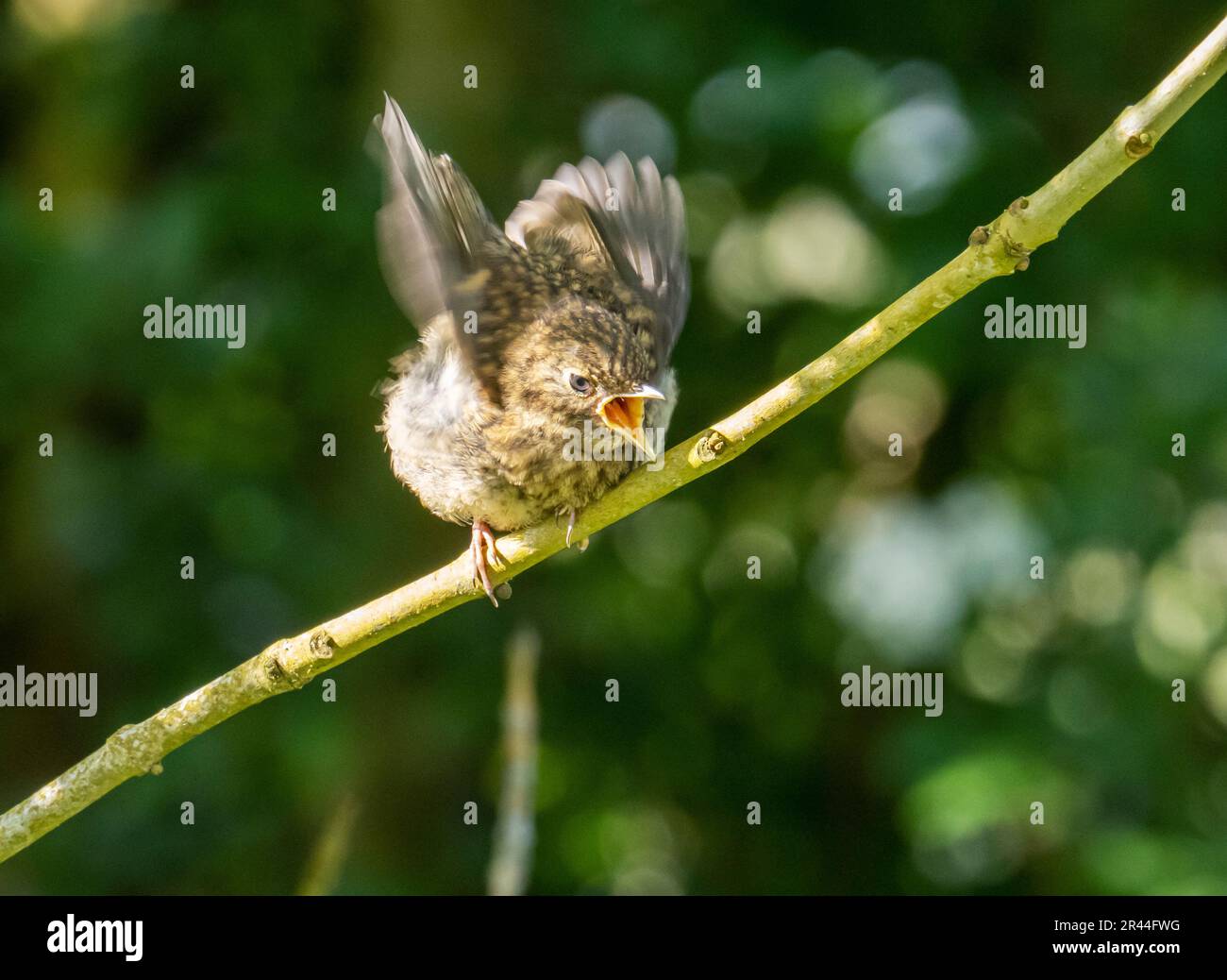 Fledgling begging for food hi-res stock photography and images - Alamy