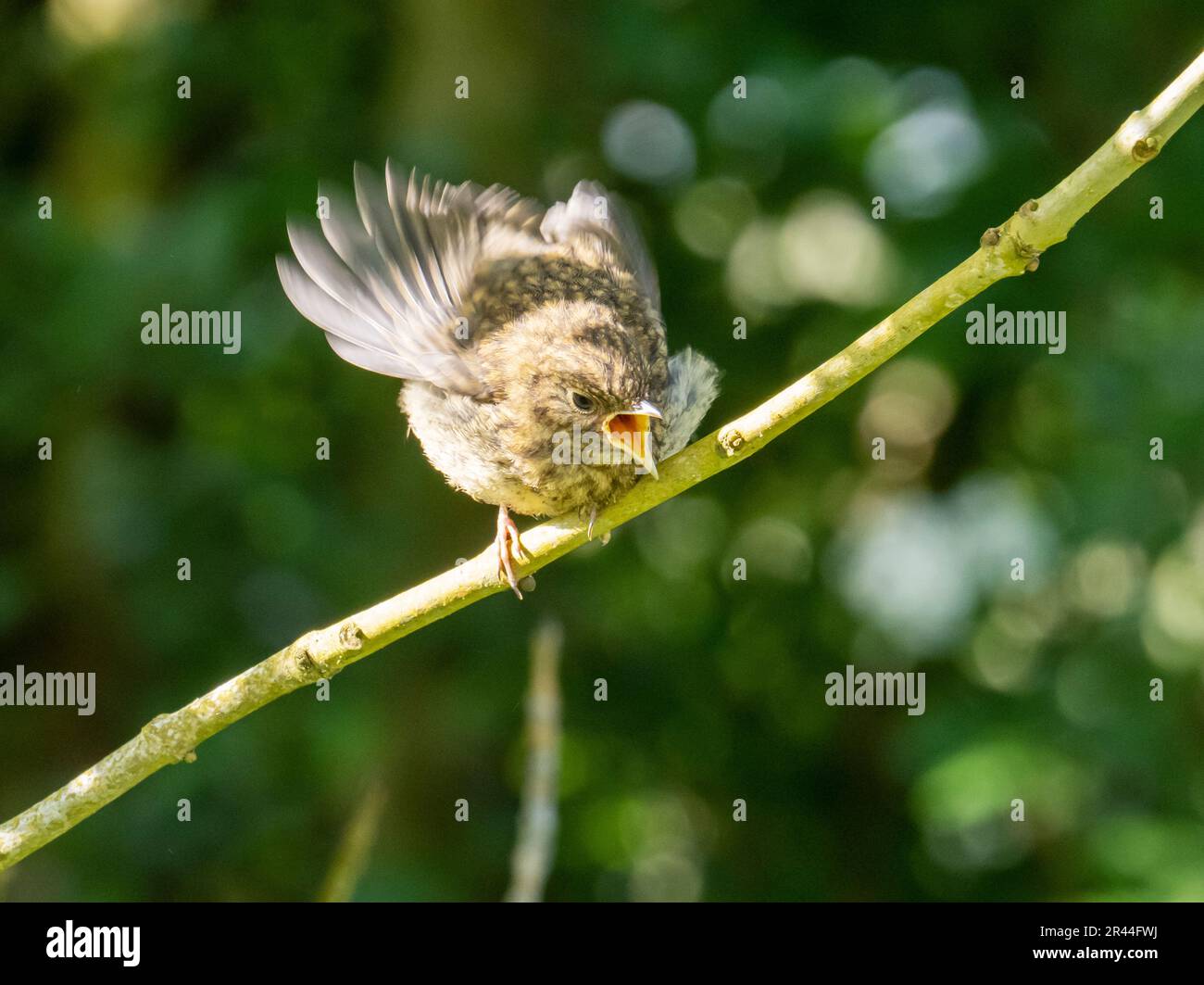 Fledgling begging for food hi-res stock photography and images - Alamy