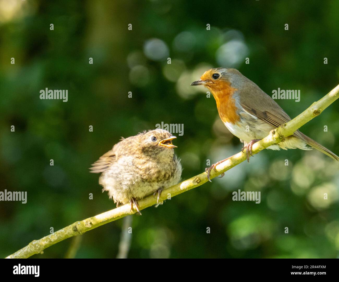 A Robin, Erithacus rubecula feeding its fledgling in Ambleside, Lake ...