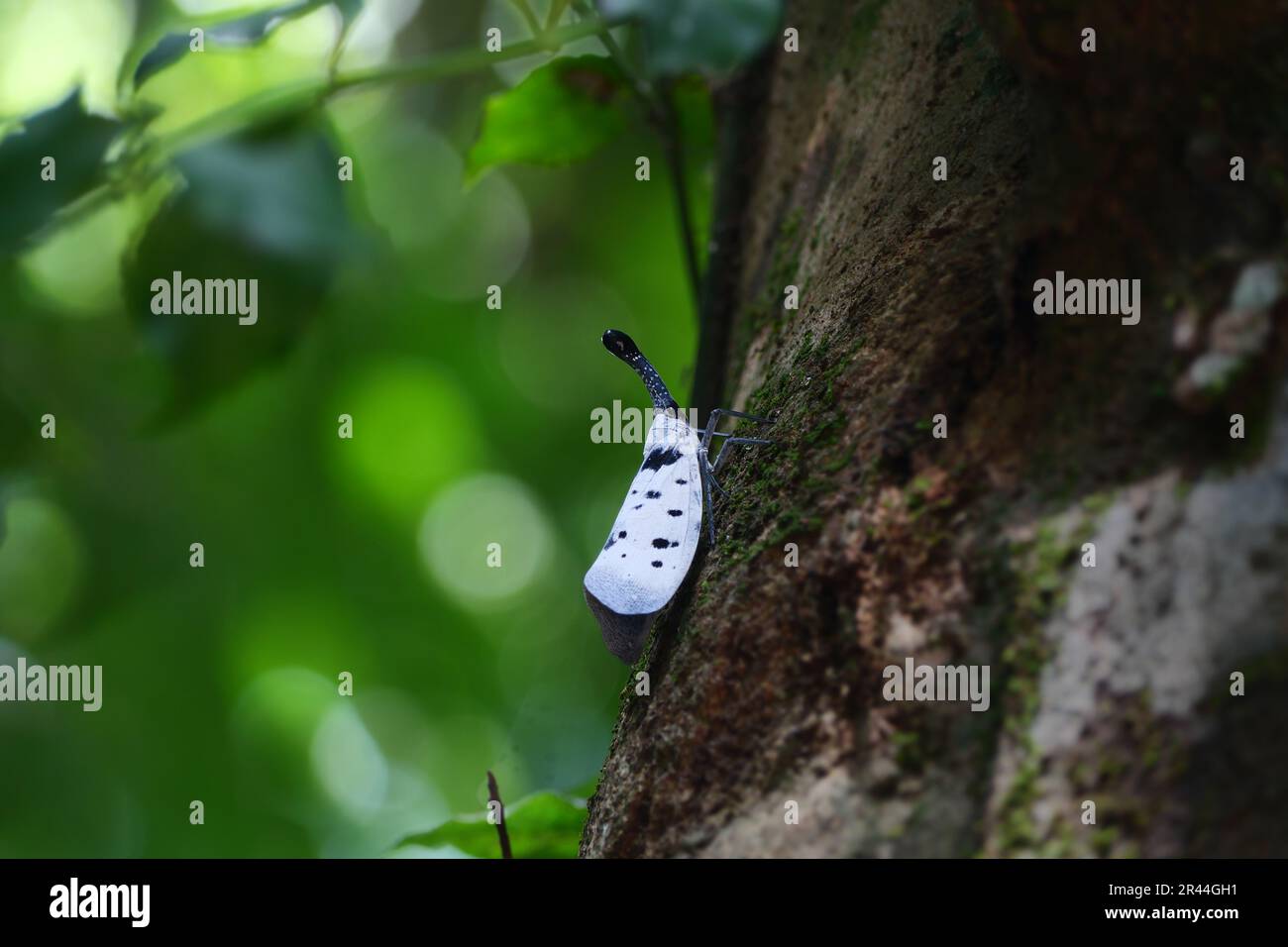 The Lanternflies rare insect in Thailand and Southeast-Asia Stock Photo ...
