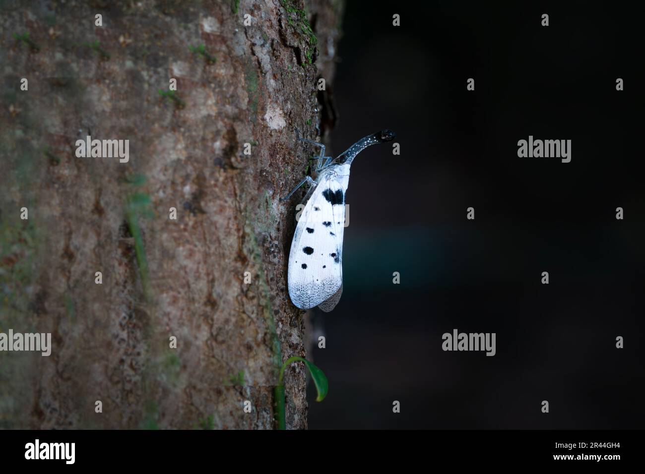 The Lanternflies rare insect in Thailand and Southeast-Asia Stock Photo ...