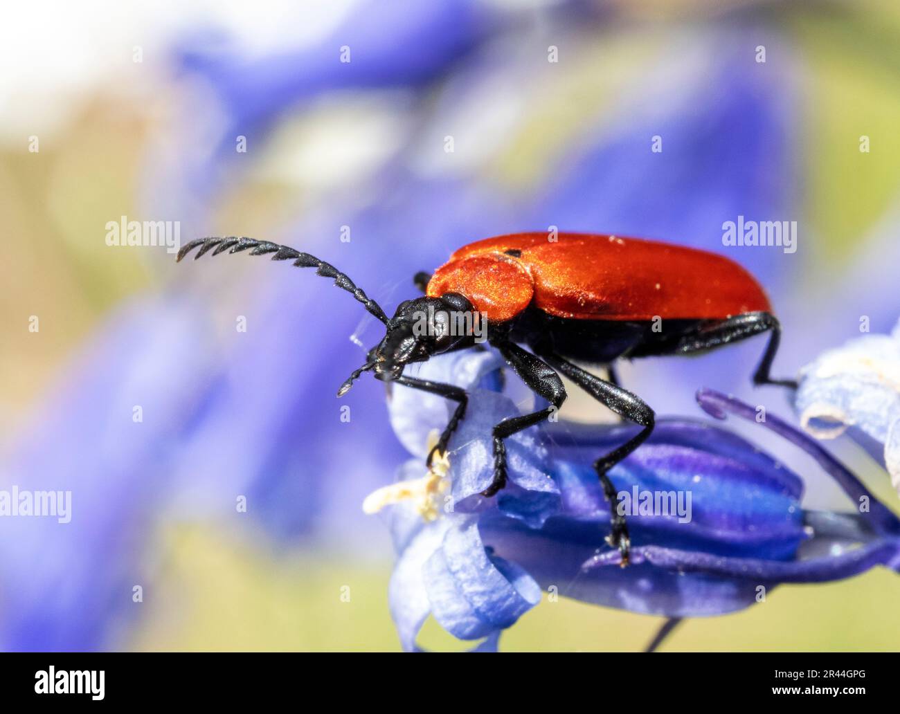 A Black Headed Cardinal beetle, Pyrochroa coccinea on a Bluebell flower ...