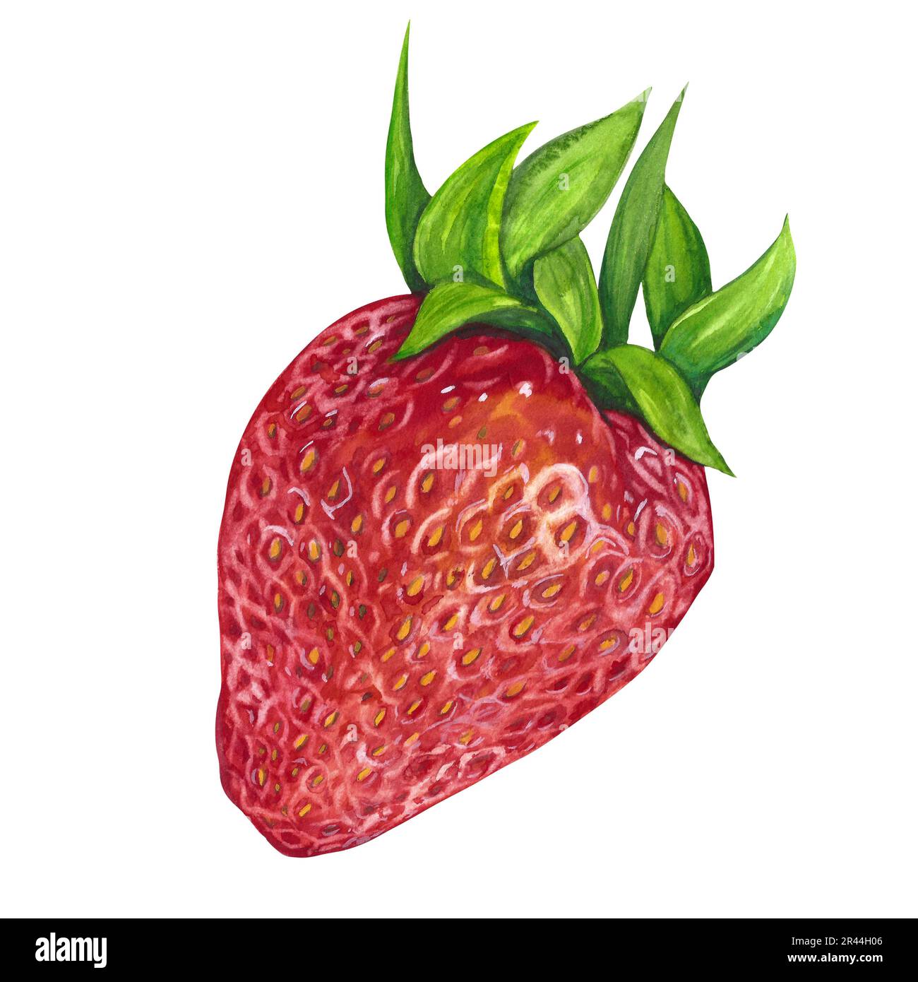 Watercolor strawberries hi-res stock photography and images - Alamy