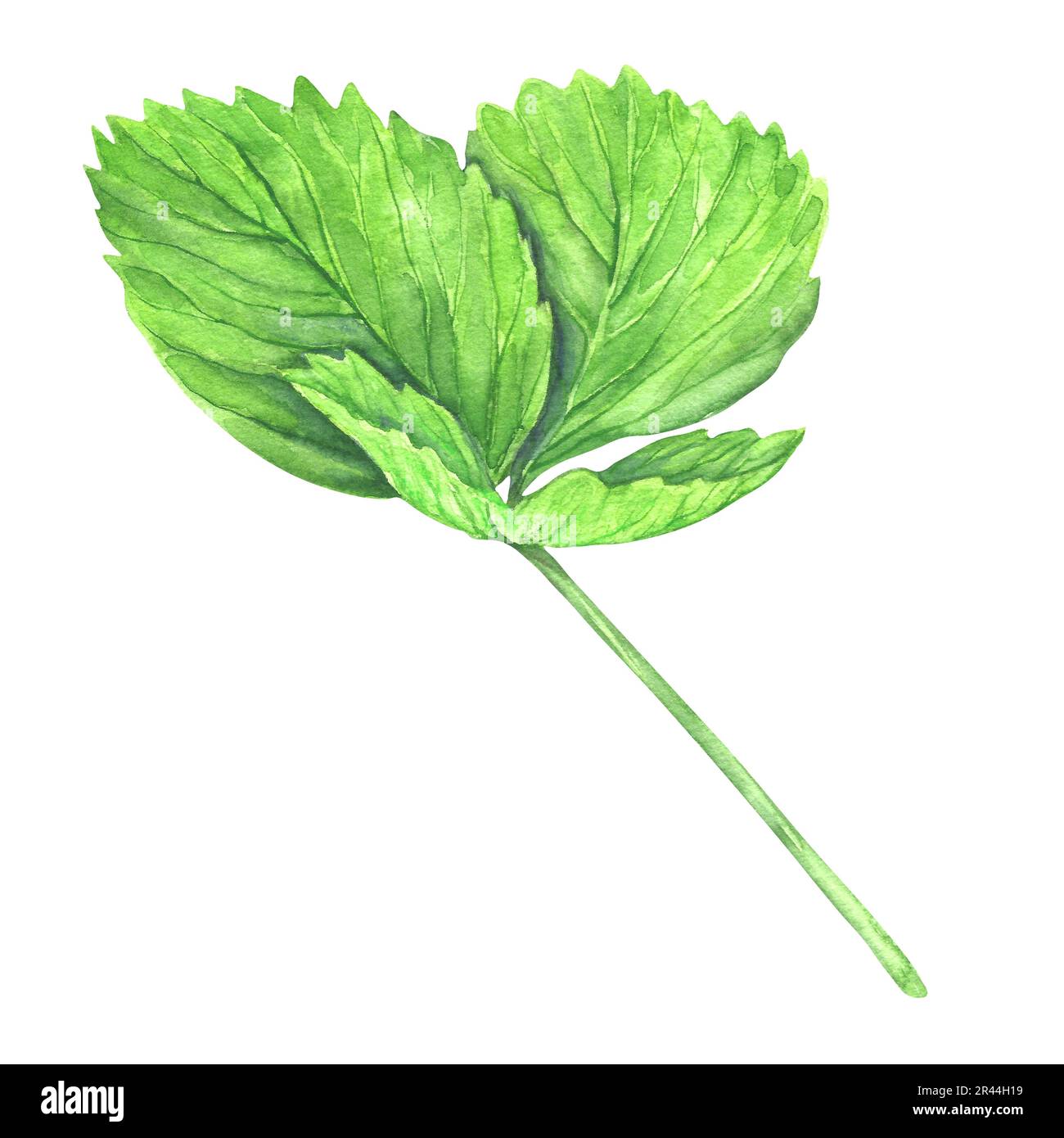 Green strawberry leaf isolated on white background, botanical ...