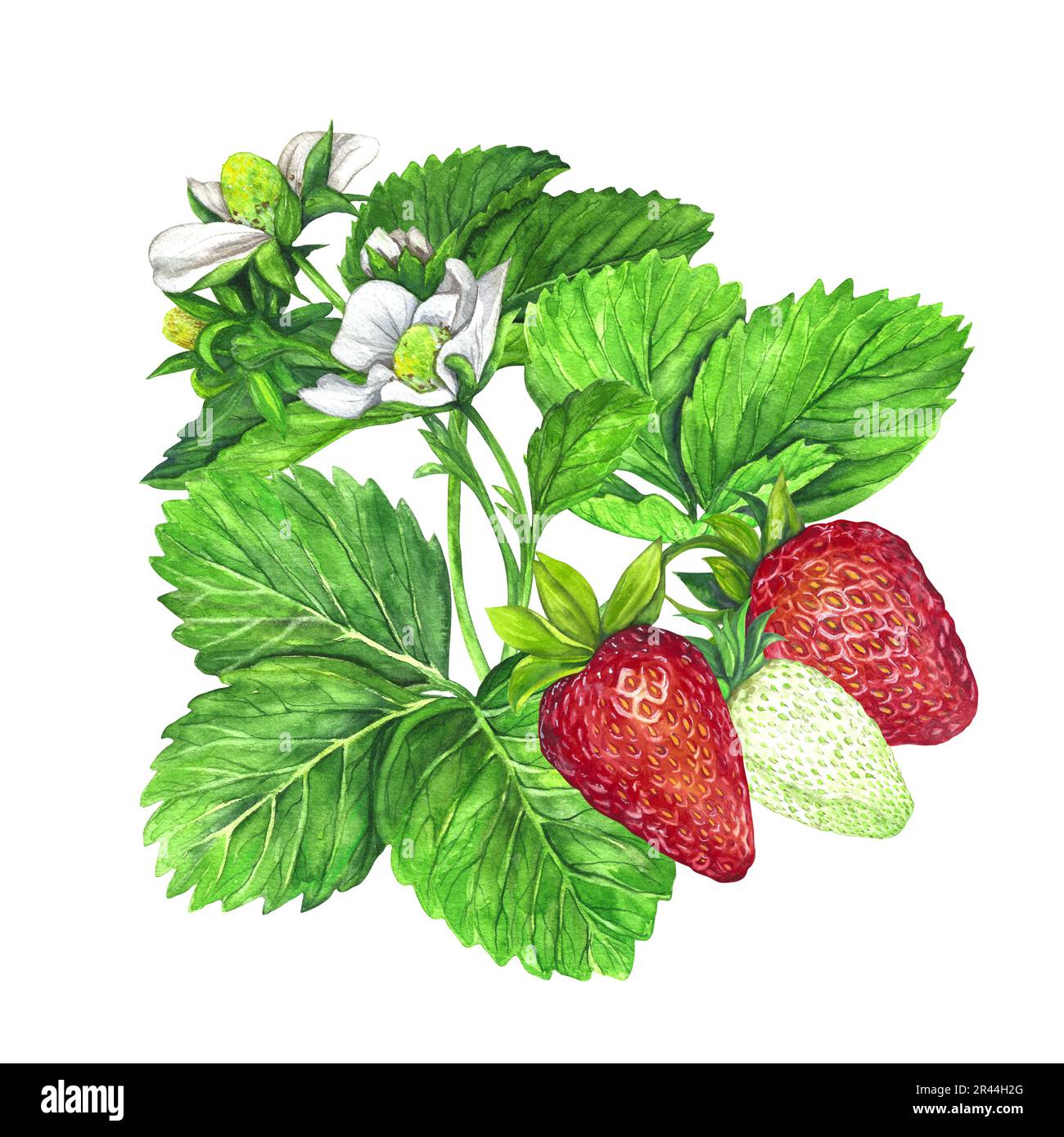 Bush poster Cut Out Stock Images & Pictures - Alamy