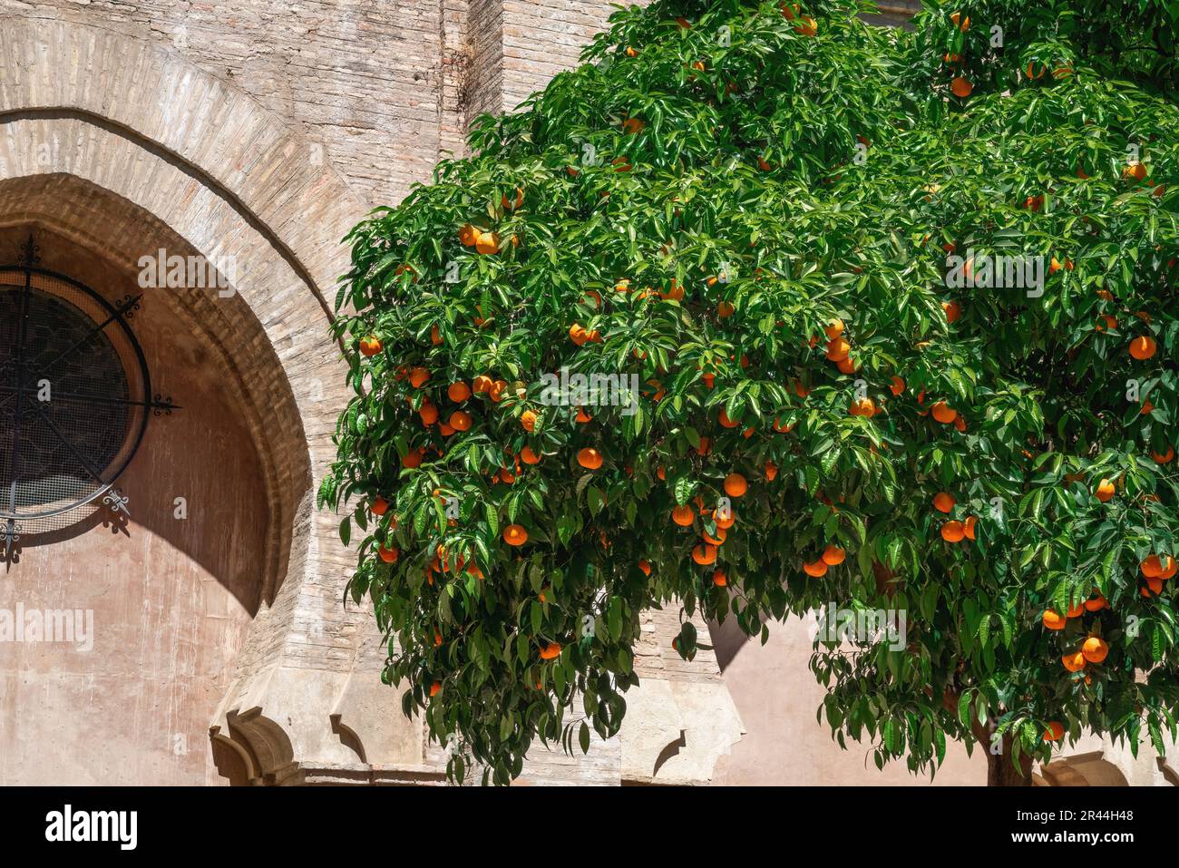Orange Tree full of fruits at Patio de los Naranjos (Orange Tree ...
