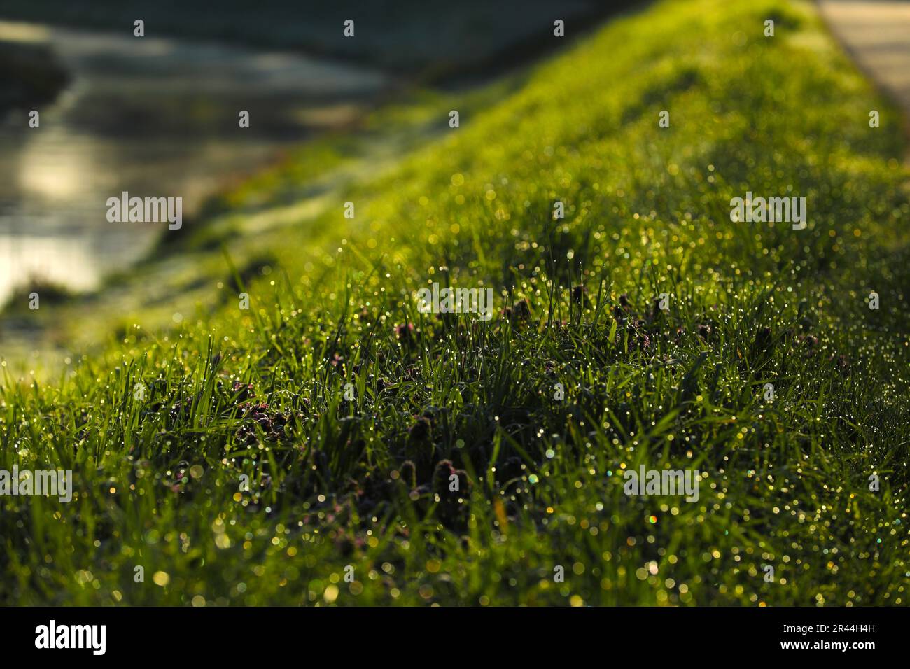Grass meadow covered with dew Stock Photo - Alamy