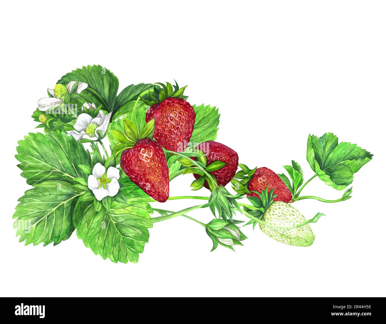 Strawberry bush with white flowers, green leaves and red juicy ...