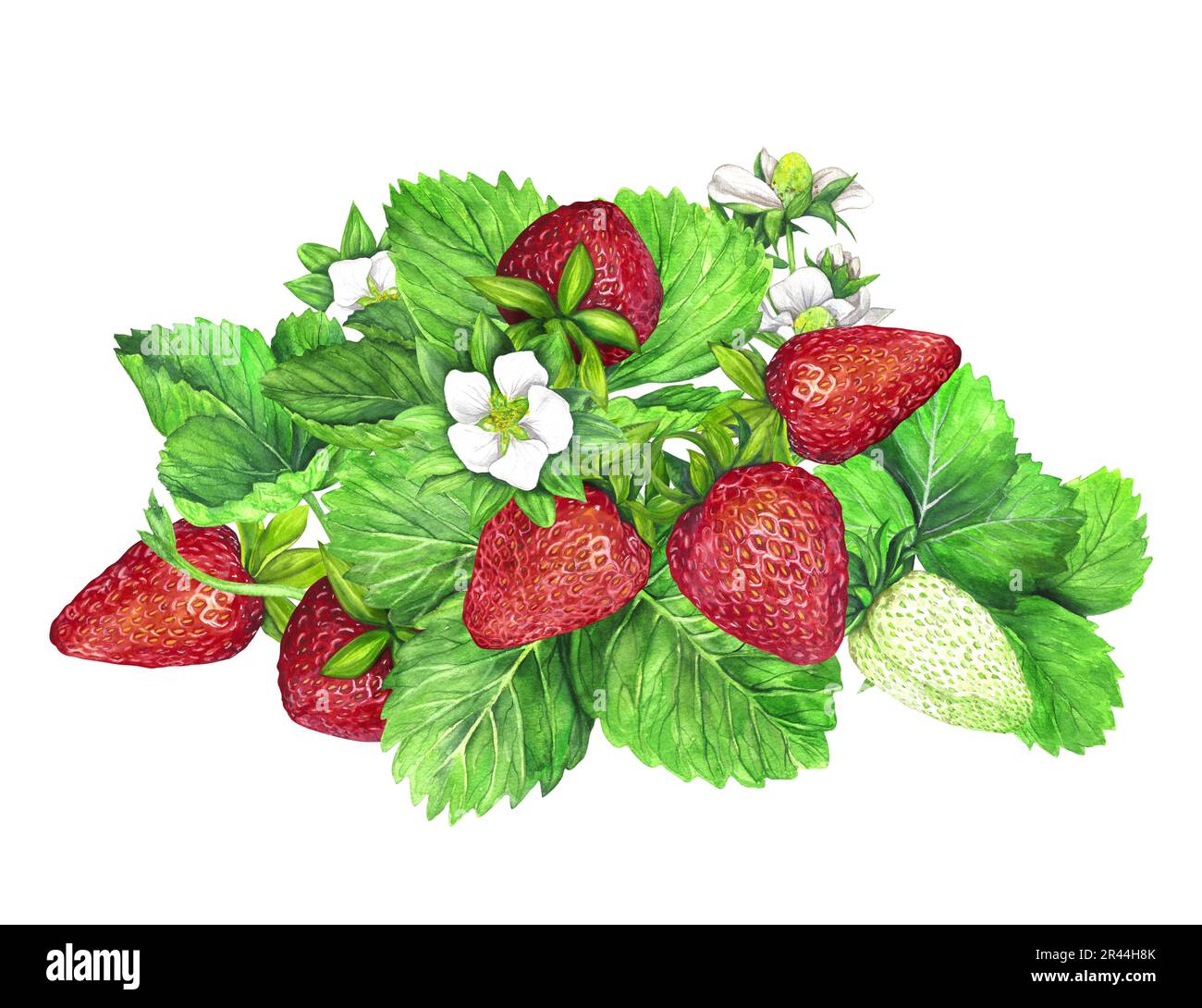 Strawberry bush with white flowers, green leaves and red juicy ...