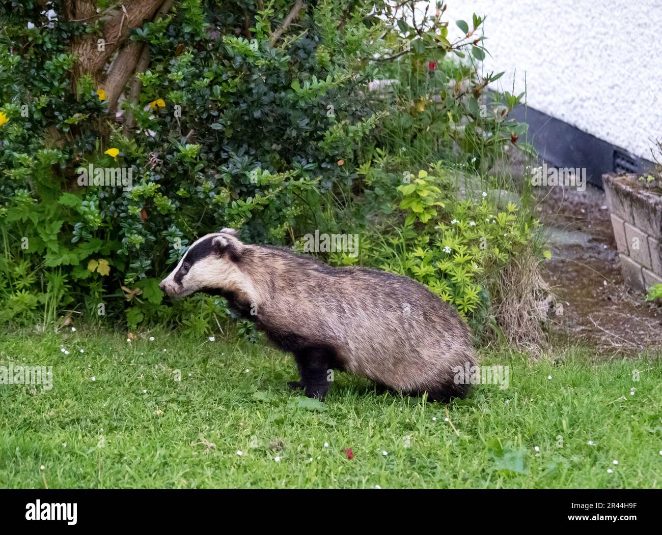 A Badger, Meles meles feeding on a garden lawn in Ambleside, Lake ...
