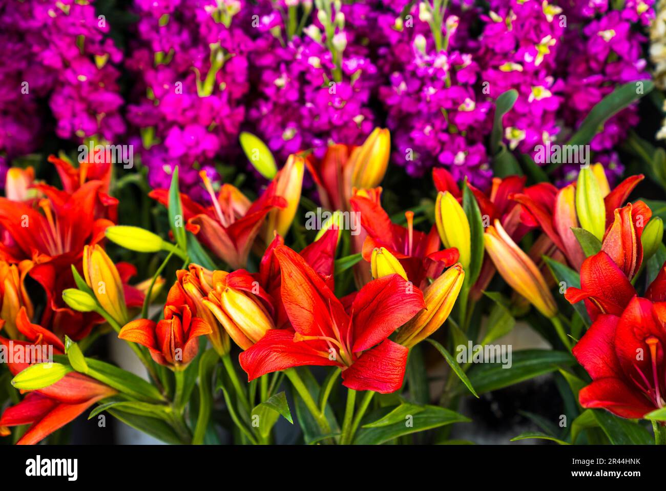 Close up of mix many different multi colored coloured Dutch tulips in a ...