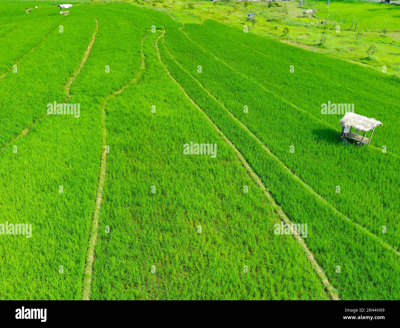 Aerial shot on terraced green paddy fields in Semarang, Indonesia ...