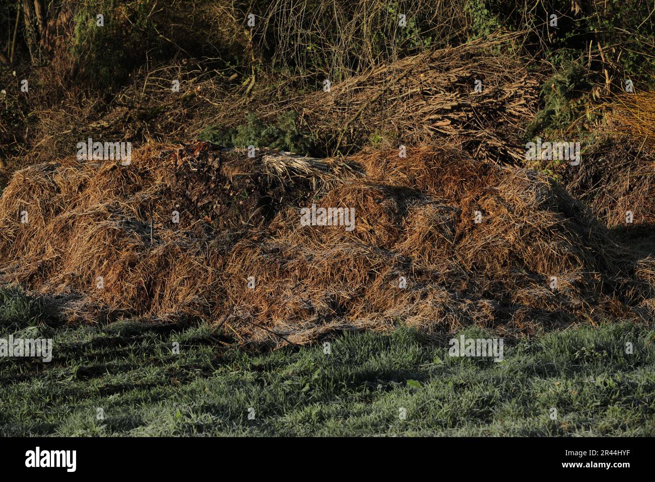 Manure dung heap Horse droppings in a field Stock Photo - Alamy