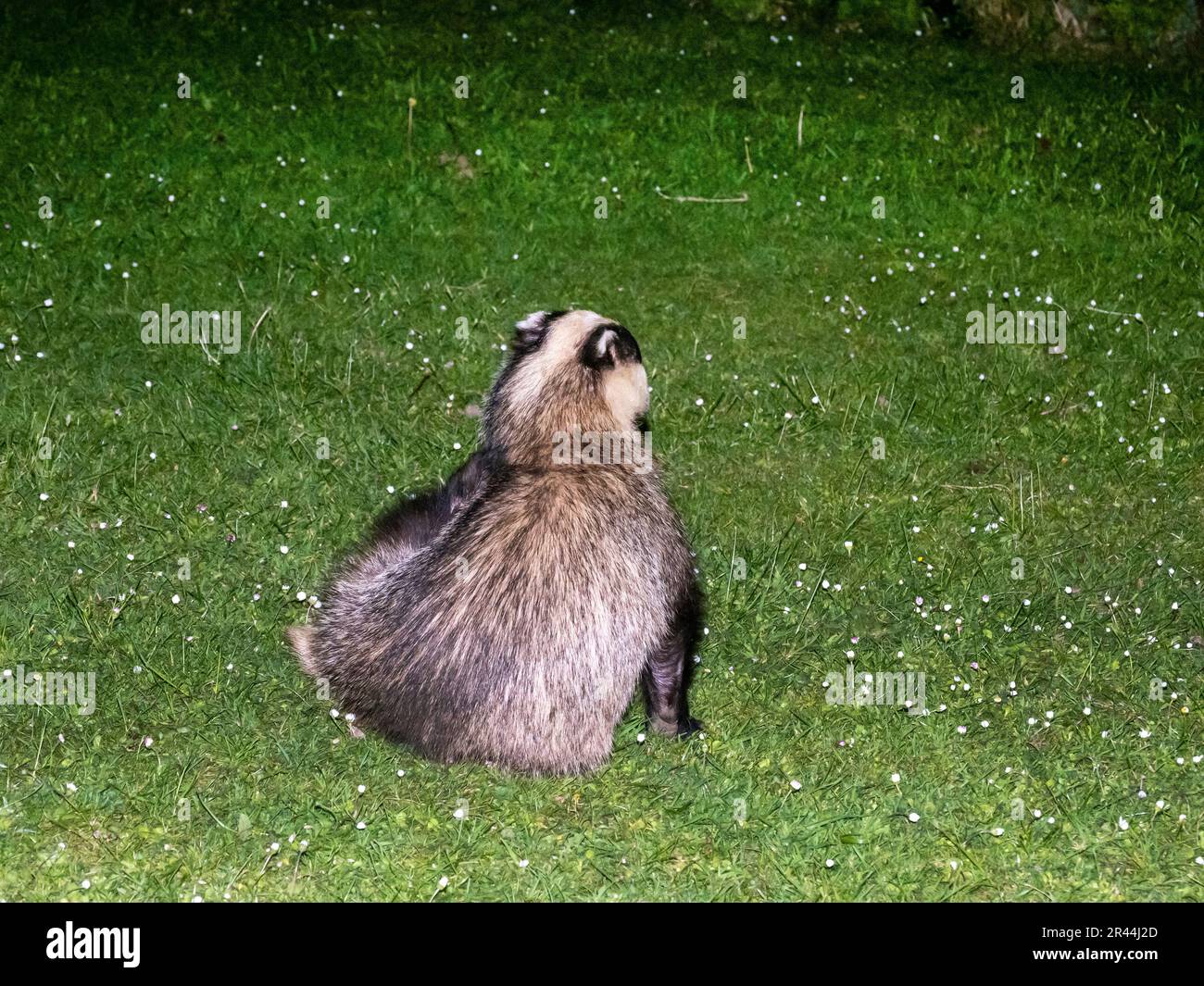 A Badger, Meles meles scratching on a garden lawn in Ambleside, Lake ...