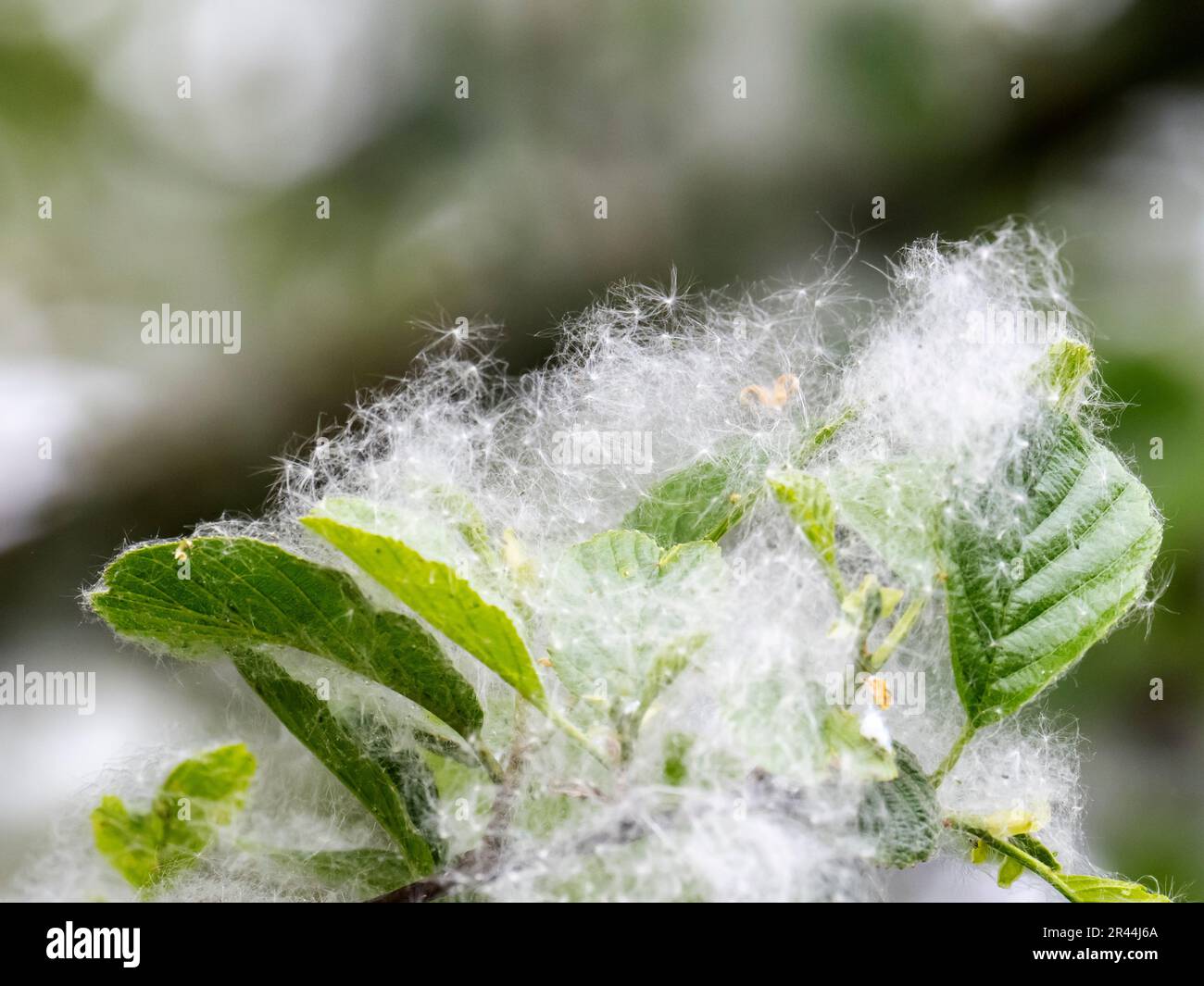 Willow seeds caught on an Alder Tree in Ambleside, Lake District, UK ...