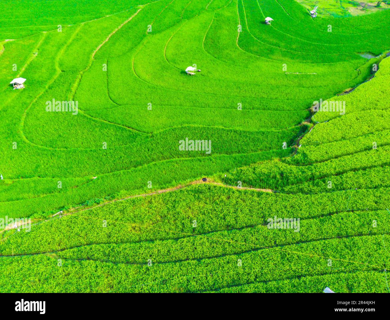 Aerial shot on terraced green paddy fields in Semarang, Indonesia ...